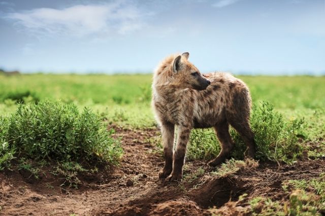 63 Animal Poems to Introduce the Wonder of the World - khamush.com