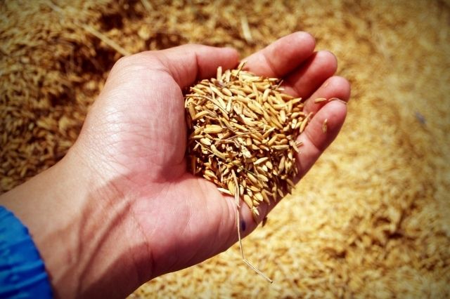 58 Harvest Poems to Share the Delight of Achievement - khamush.com