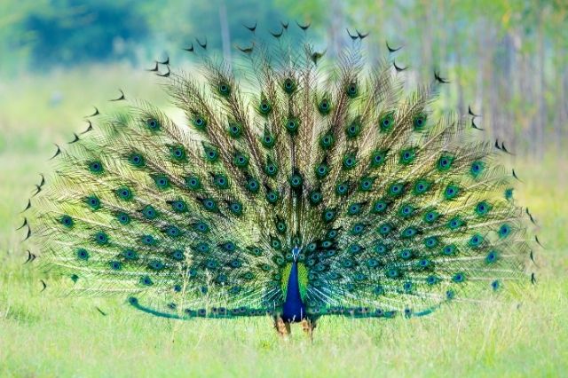 62 Poems about Beauty to Explore All Facets of Beauty - khamush.com