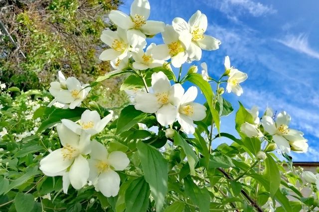 50 Daffodil Poems to Greet the Spring - khamush.com
