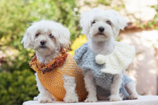 A Comprehensive Guide on Dog Apparel and Accessories - khamush.com